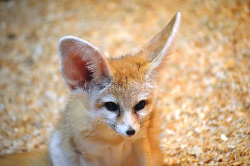 Exotic animal Fenech stock photo. Image of craft, wild - 271515018