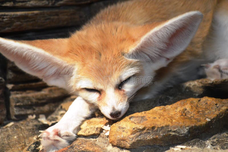 204 Baby Fennec Fox Stock Photos - Free & Royalty-Free Stock Photos ...