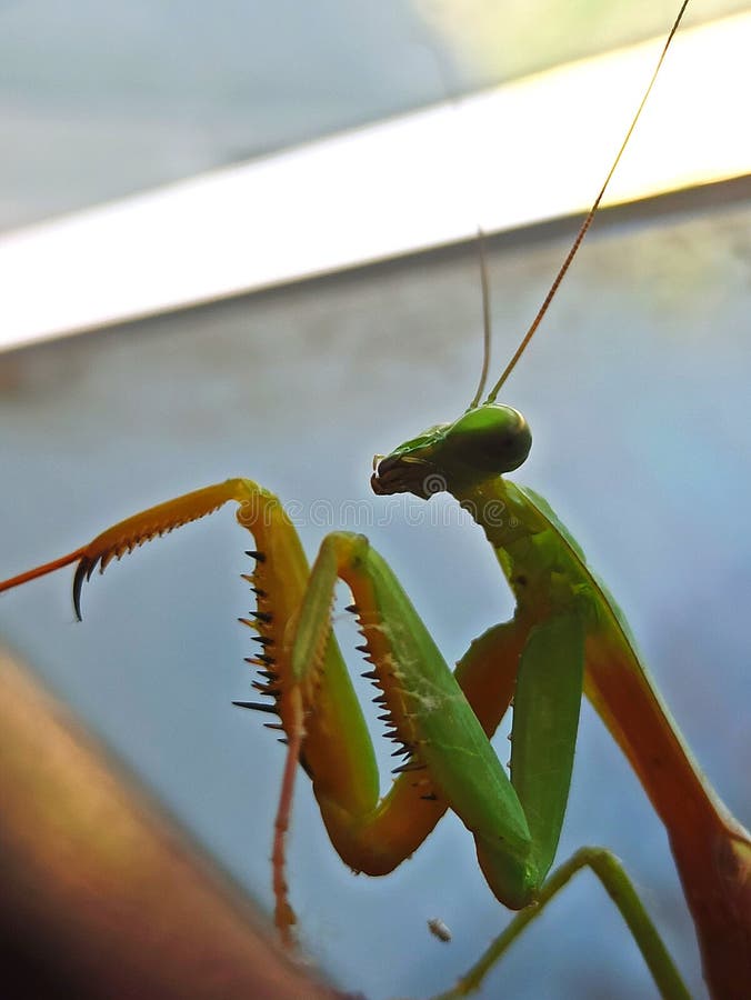 Gecko bug stock photo. Image of invertebrate, gecko - 243533358