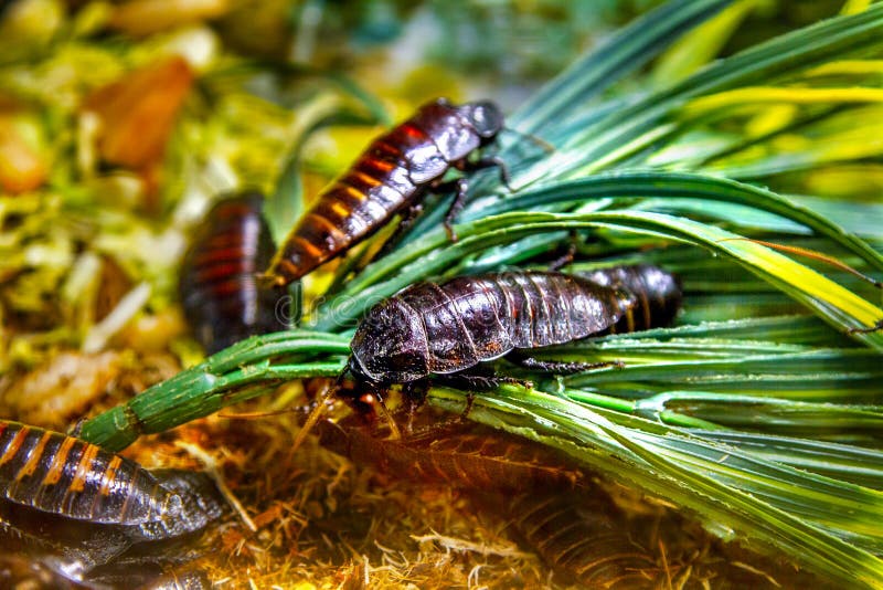 Exotic Animal Insect Cockroach Madagascar Stock Image - Image of ...