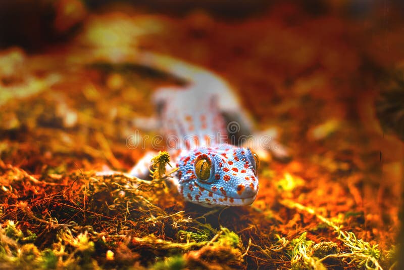 Exotic Animal Tokay Gecko Lizard Stock Image - Image of lizard, climate ...