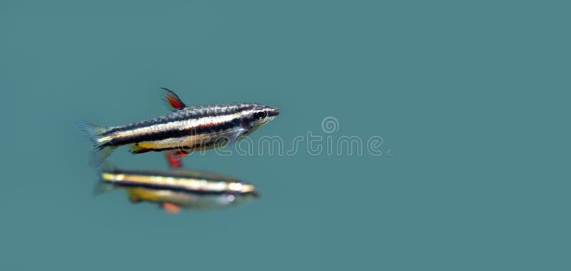 Exotic aquarium fish stock image. Image of exotic, coloured - 19784191