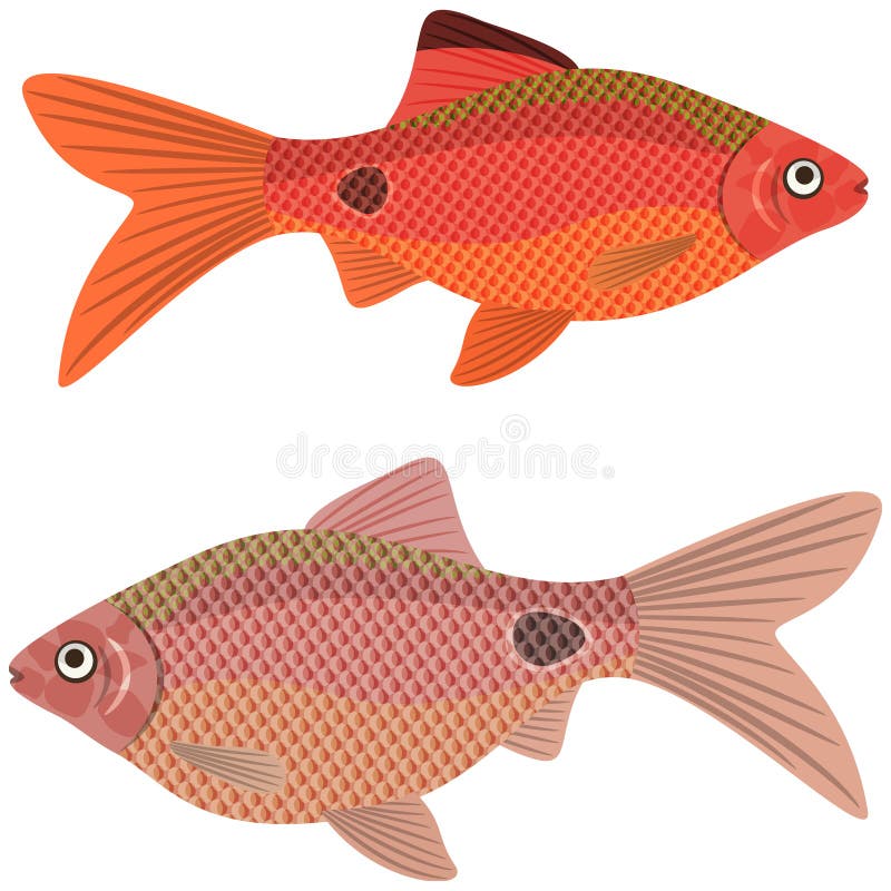 Rosy Barb Stock Illustrations – 13 Rosy Barb Stock Illustrations ...