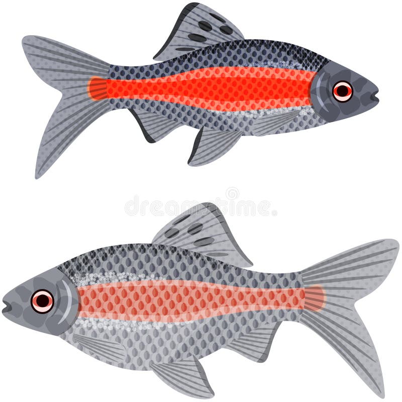 Tiger Barb Fish Stock Illustrations – 94 Tiger Barb Fish Stock ...