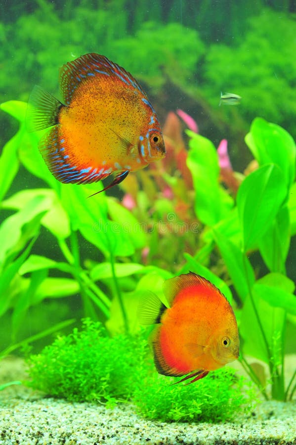 Exotic Aquarium with Tropical Discus Fish Stock Photo - Image of green ...