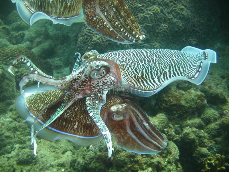 Exotic aquatic sea life stock image. Image of exotic, undersea - 4062997