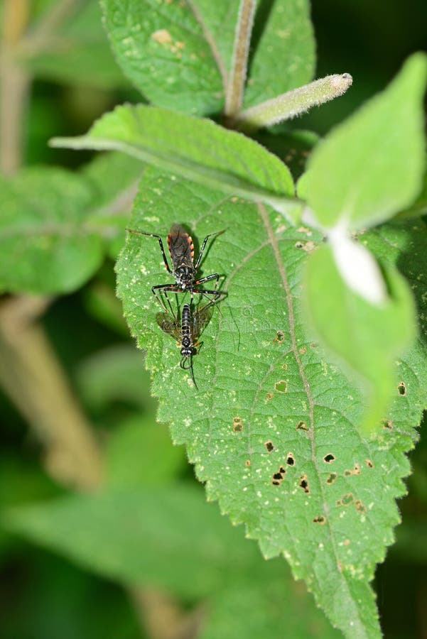 Exotic assassin bug stock image. Image of bugs, assassin - 31674533
