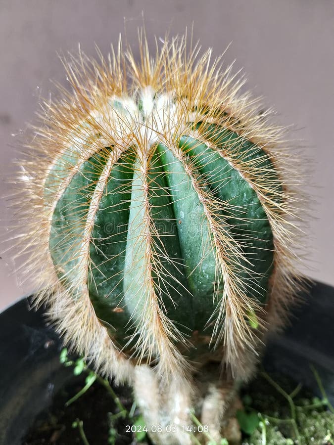 Exotic ball cactus tree stock image. Image of grass - 329092461