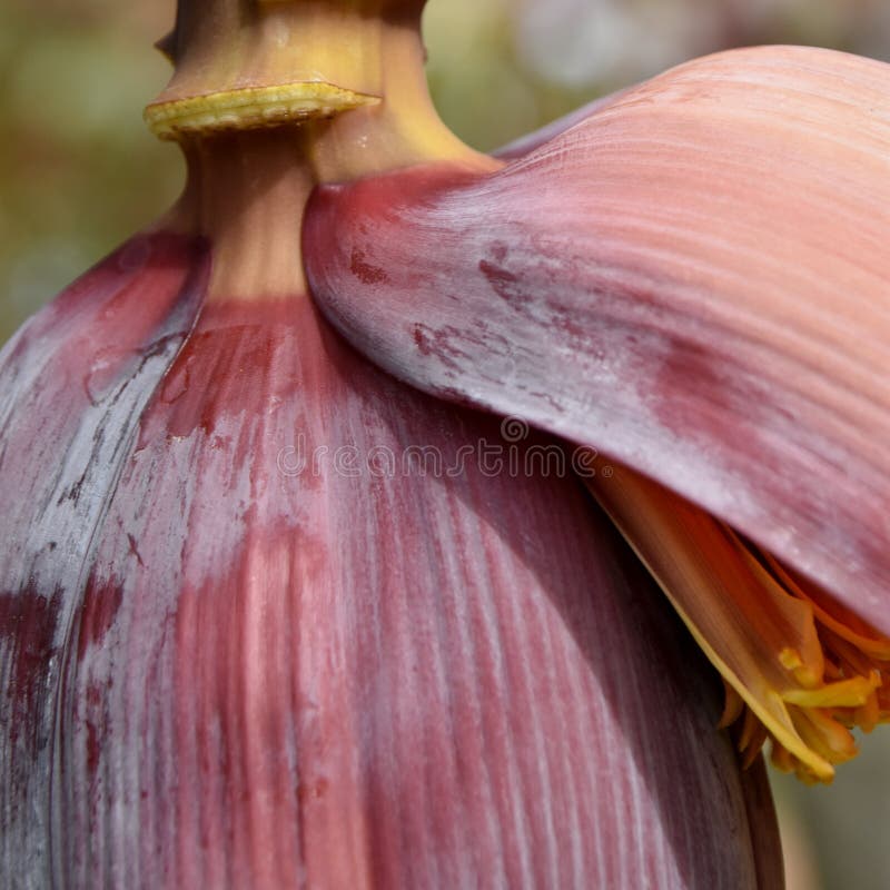 Exotic Banana Flower stock image. Image of edible, background - 168871849