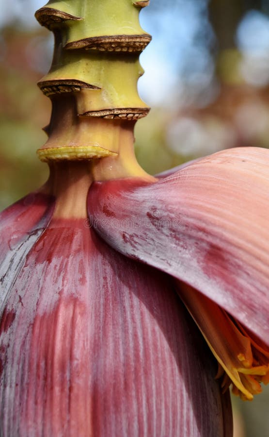 Exotic Banana Flower stock image. Image of heart, flowering - 70708099
