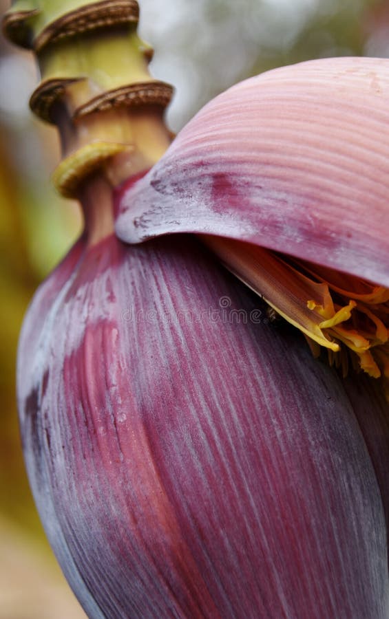 Exotic Banana Flower stock image. Image of exotic, plant - 70708149