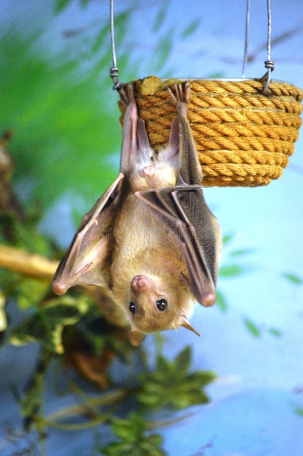 Bat in nature stock photo. Image of biology, wild, animals - 271514678