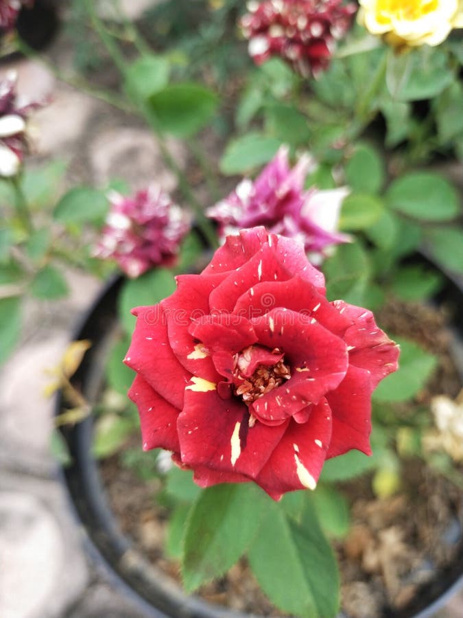 Exotic Batik Roses Beautiful in the Garden Stock Image - Image of batik ...