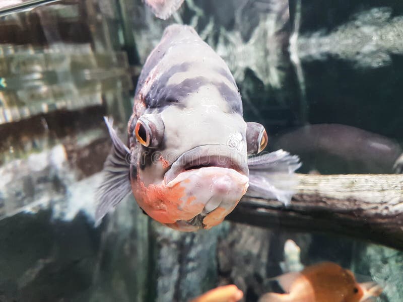 Exotic Beautiful Bright Fish in a Home Aquarium Stock Photo - Image of ...