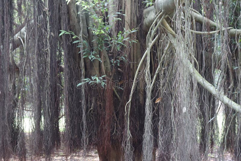Exotic and Beautiful Tree Trunks with Unique Stock Photo - Image of ...