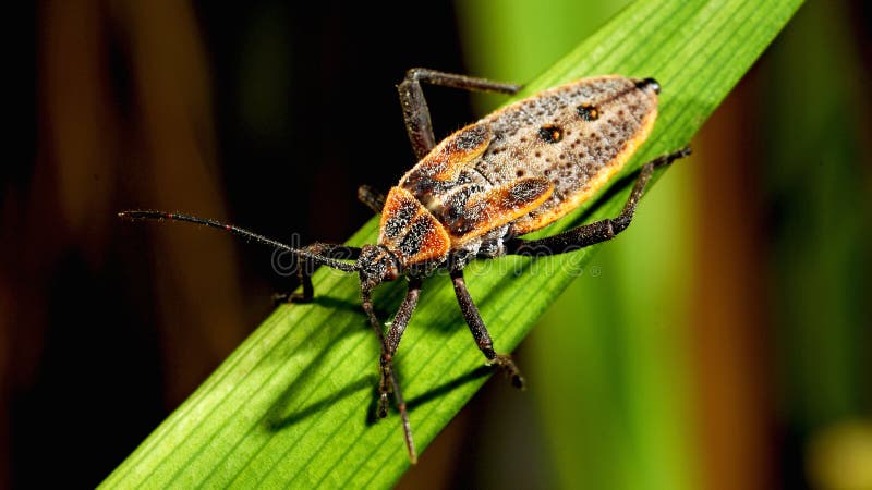 Parricide's Stock Photos - Free & Royalty-Free Stock Photos from Dreamstime