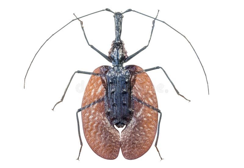 Beetle Mormolis Stock Photos - Free & Royalty-Free Stock Photos from ...