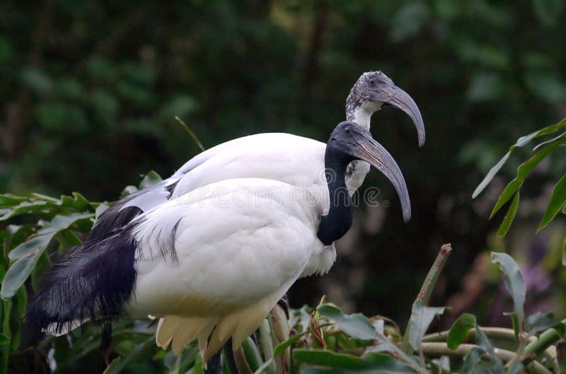 56,472 Exotic Bird Park Stock Photos - Free & Royalty-Free Stock Photos ...