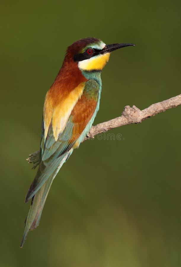 Exotic bird stock image. Image of feather, nature, face - 10819777