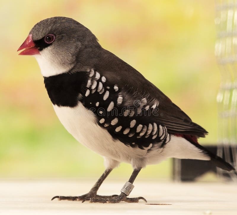 Exotic bird stock image. Image of feather, nature, face - 10819777