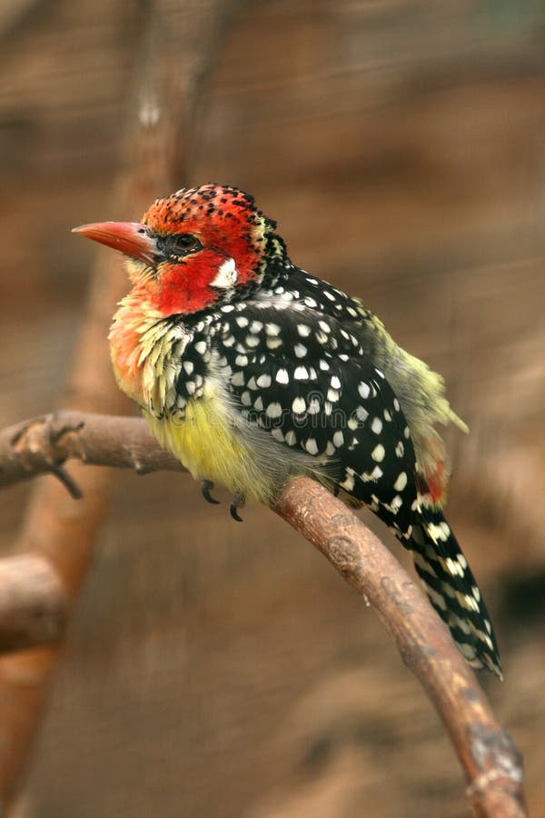 Exotic Bird in Flight, Soaring Over Tropical Garden Stock Image - Image ...