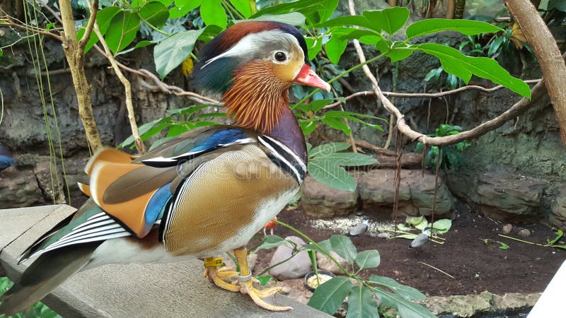 Exotic Bird editorial stock photo. Image of jungle, fern - 7531178