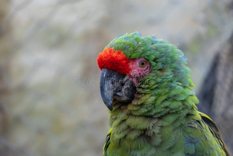 Exotic Bird in Danger of Extinction Caged Green Macaw, Macaw Concept ...