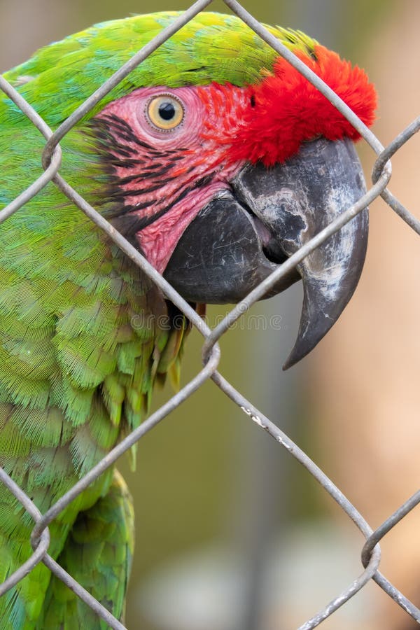 Exotic Bird in Danger of Extinction Caged Green Macaw, Macaw Concept ...