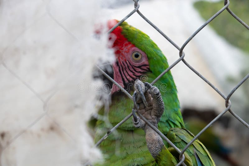 Exotic Bird in Danger of Extinction Caged Green Macaw, Macaw Concept ...