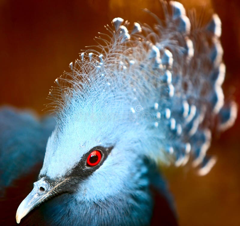 Head of Victoria Crowned Pigeon Stock Image - Image of animal, goura ...