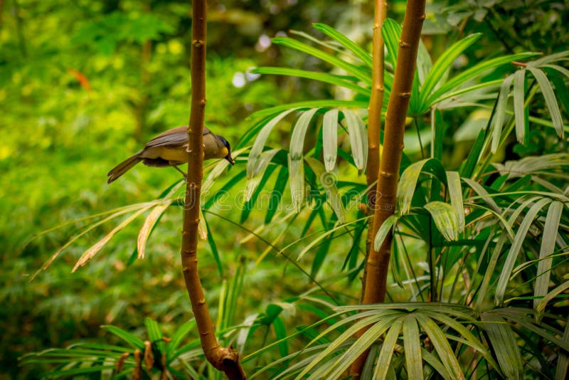 Exotic bird in jungle stock photo. Image of germany - 106823640