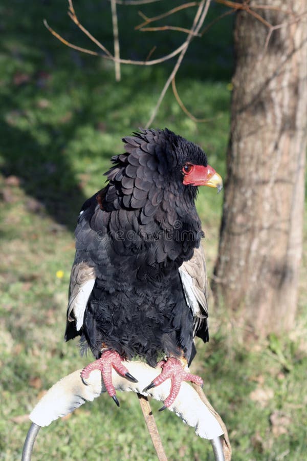 Exotic bird with red beak stock photo. Image of bird - 143578916