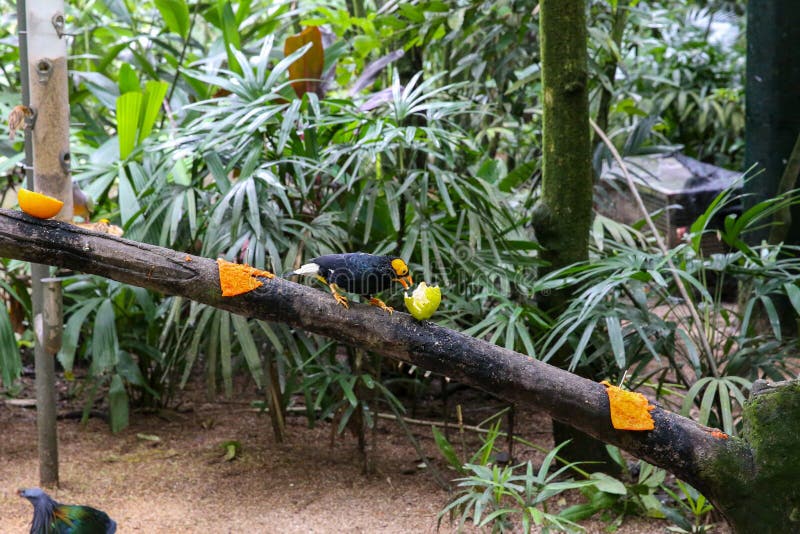 Exotic Bird Sitting on a Tree in Forest Stock Image - Image of bright ...