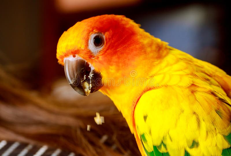 Exotic Bird Sun Conure Eating with His Foot Stock Photo - Image of wing ...