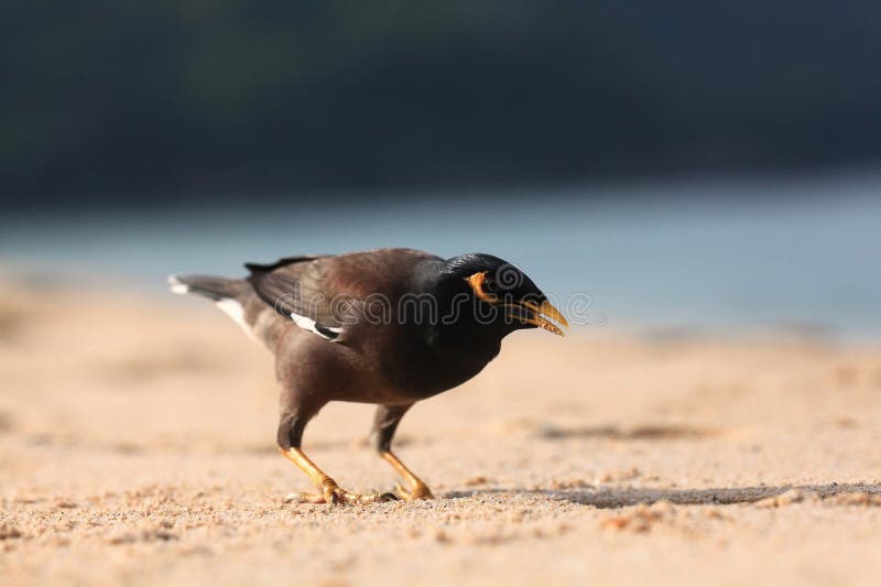 Exotic Bird Walking Along on Beach Stock Image - Image of baby ...