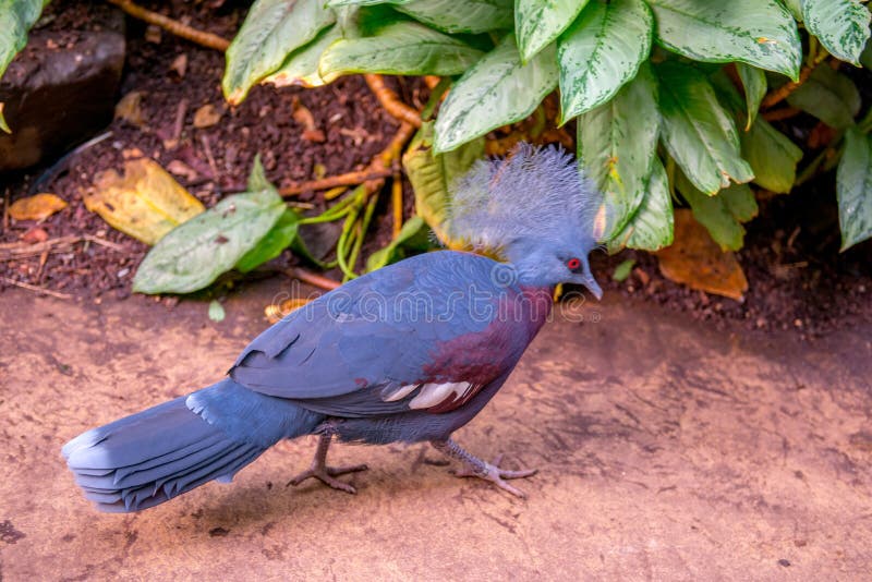 Exotic bird in zoo jungle stock image. Image of germany - 106823619
