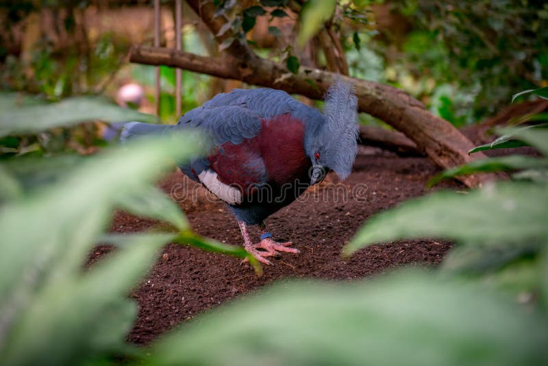 Exotic bird in zoo jungle stock image. Image of outdoors - 106823687