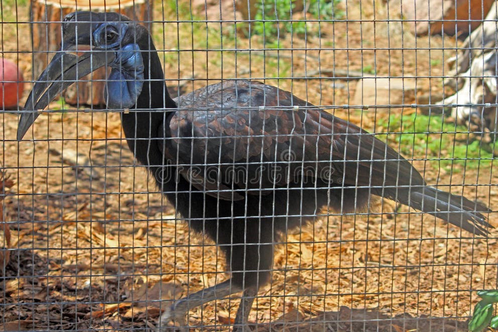 Exotic Bird at Zoo stock photo. Image of green, beak - 73617640