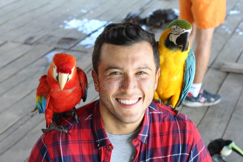 Exotic Birds Bonding with a Man Stock Image - Image of macaws, nature ...