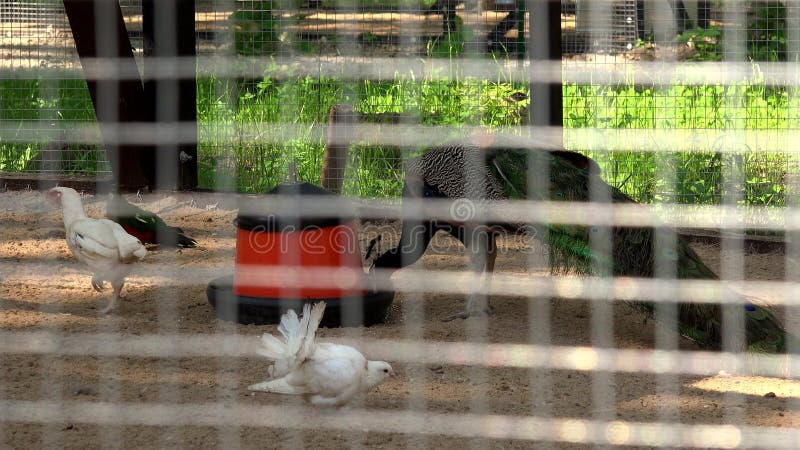 Exotic Birds Drinking and Eating. View through Cage Bars Stock Footage ...