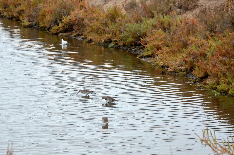 Exotic Birds in the Salt Marsh Stock Image - Image of outdoor, salt ...