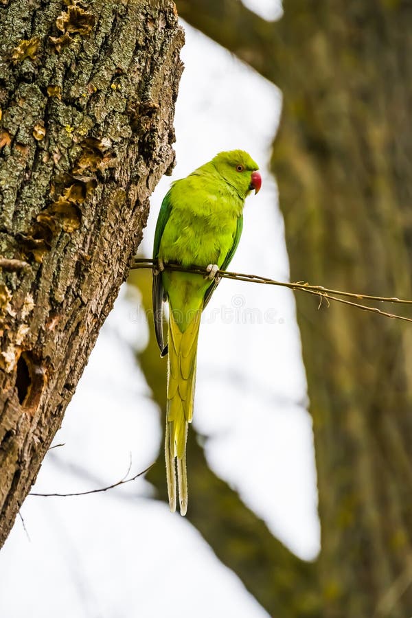 Green Parrot Perching on a Thin Twig of a Thick Tree Trunk Stock Photo ...