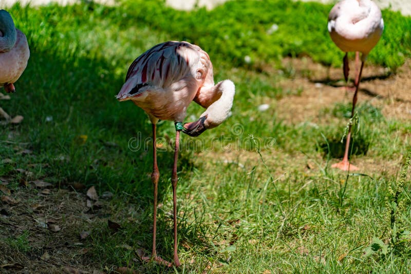 Exotic birds at the zoo stock photo. Image of beautiful - 161218880