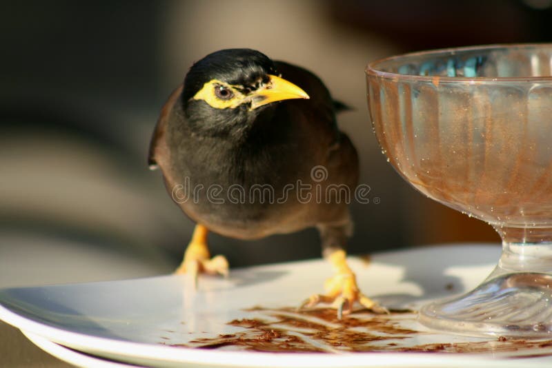 Exotic Black Bird To Pick Leftovers of Ice Cream Stock Photo - Image of ...