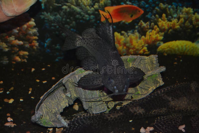 Exotic Black Catfish Swims in the Fishbowl Stock Photo - Image of black ...