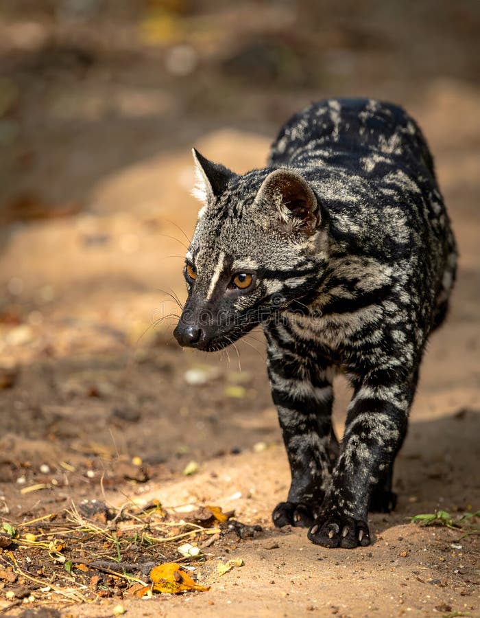 An Exotic Black and White Spotted Leopard Walks Alone Along a Dirt Path ...
