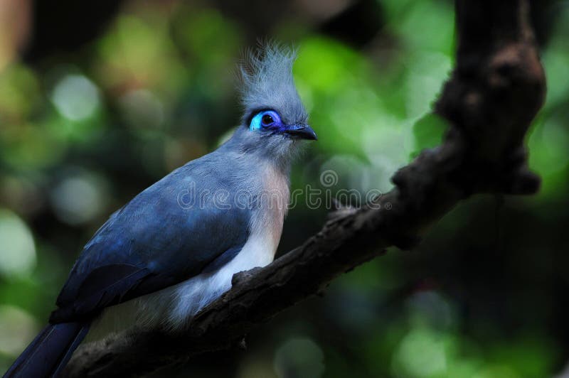 Exotic blue bird stock photo. Image of sitting, beautiful - 56251050