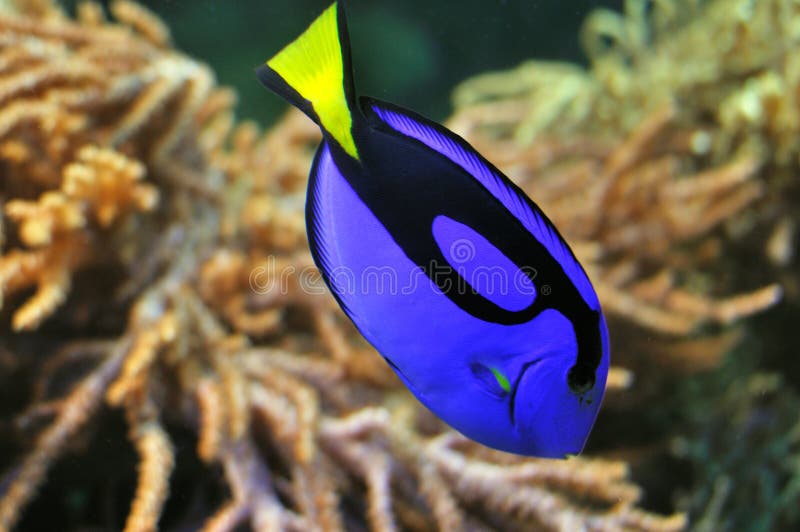 Exotic Blue Fish in Coral Reef Stock Image - Image of tour, snorkelling ...