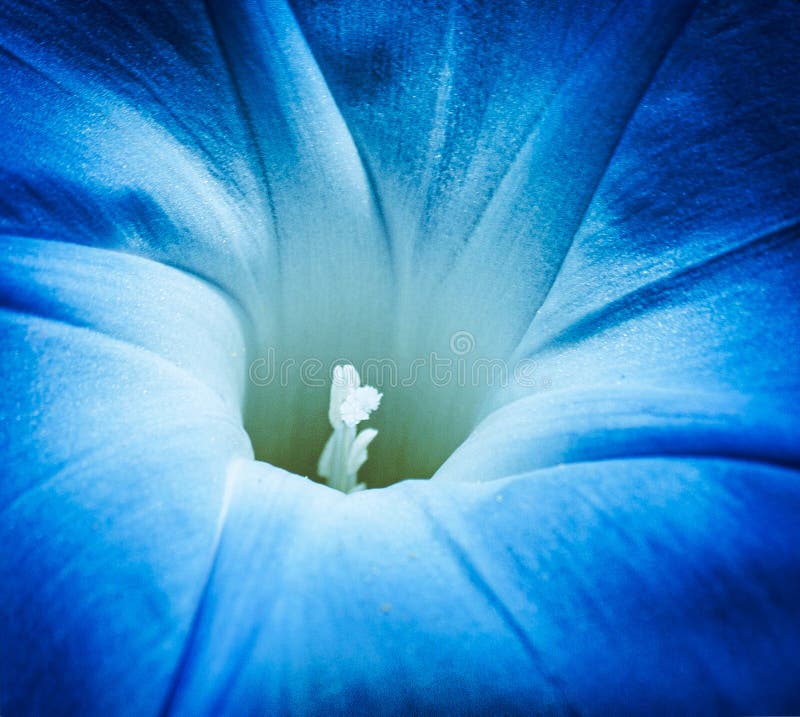Exotic blue flower, macro stock image. Image of tropical - 351440349