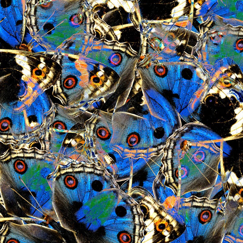 Exotic Blue Bird with Brown Feathers on Its Belly and Large Sharp Beaks ...